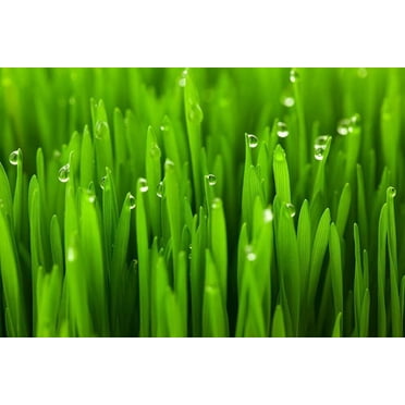 Wheat Cover Crop Seeds - Non-GMO Winter Wheat - Deer & Turkey Food Plot ...