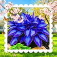 Blue Hostas for Planting (Non-Artificial), Easy Grow, Fast Growing ...