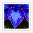 Midnight Blue & Autumn Gold Hostas for Planting-(Non-Artificial)-No ...