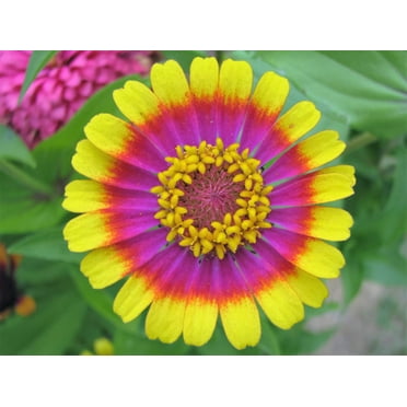 Seedville USA, 50 Carousel Mix Zinnia Seeds, Bicolor Whirligig Flowers ...