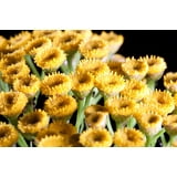 100 YELLOW TANSY Double Golden Buttons Fern Leaf Tanacetum Vulgare ...