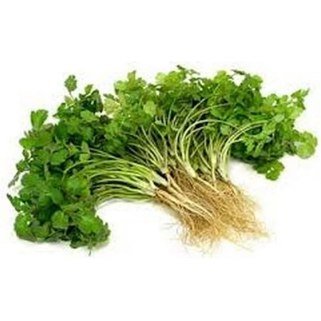 Coriander- Cilantro- Chinese Parsley- 100 Seeds | Walmart Canada