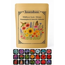 Phacelia"Lacy Fiddleneck" Flowers, aka Purple Tansy, 300 Heirloom Seeds ...
