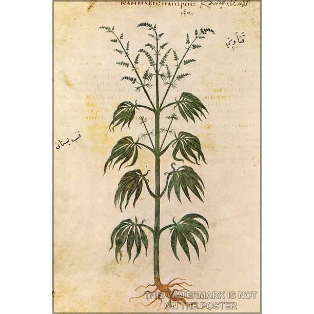 24"x36" Gallery Poster, cannabis Illustration from the Vienna ...