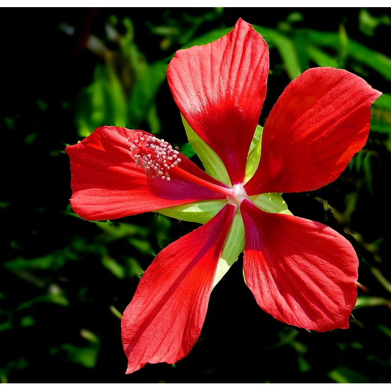 Native Red Hibiscus Plant