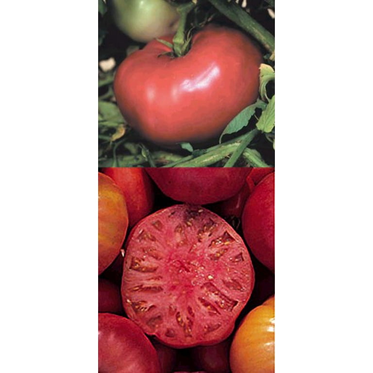 Mortgage Lifter Tomato History