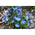 Regatta Lobelia Erinus Sky Blue Flower Seeds, 200 Pack for Containers ...