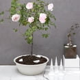 AOOOWER 10/20/50Pcs Watering Device Gasket Garden Plant Conical Plant ...