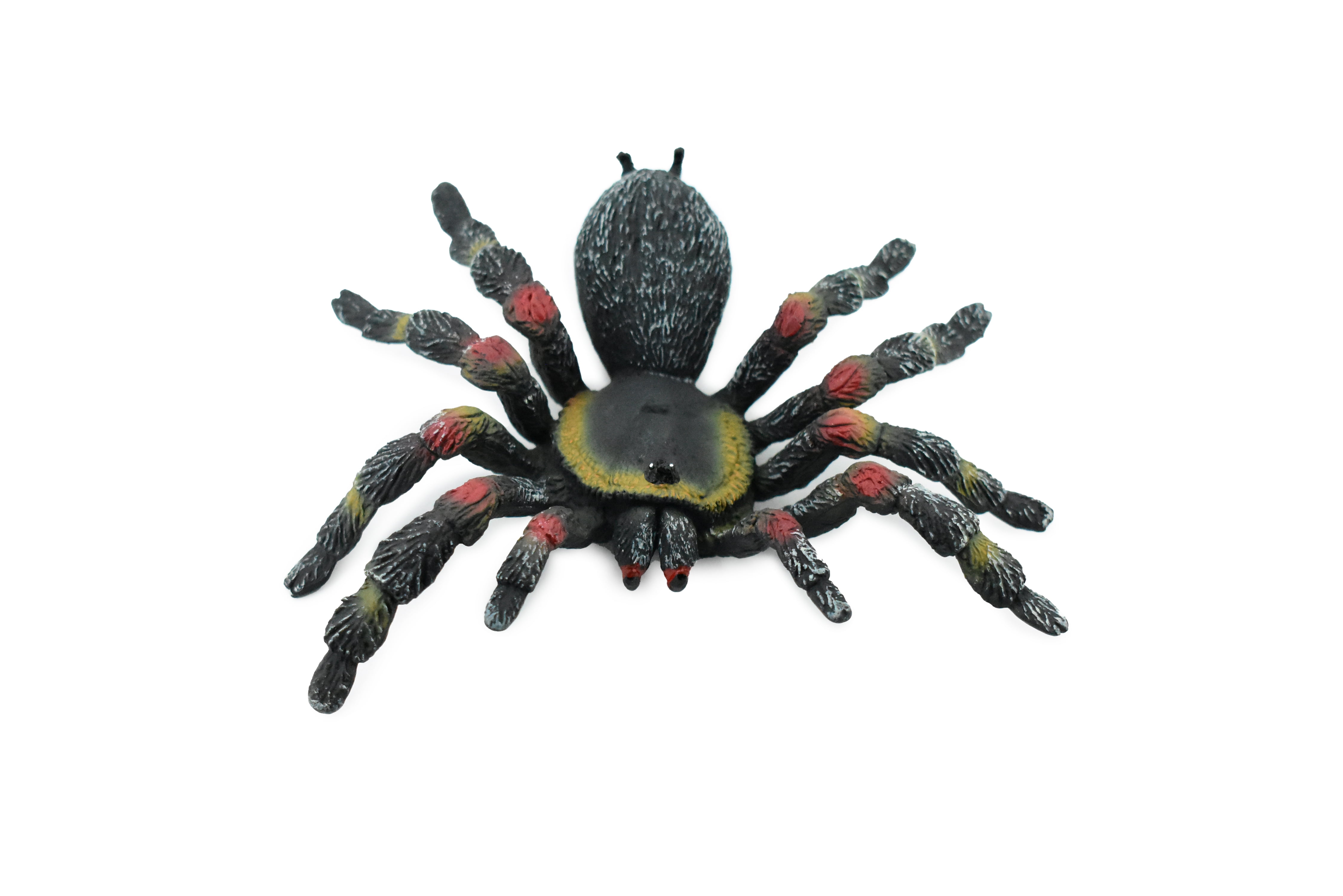 Red Tarantula Spider