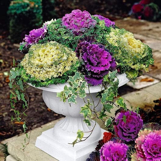 30 Ornamental Cabbage Seeds - Colorful and Exotic Decoration Plants ...