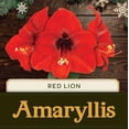 DeGroot Amaryllis Red Lion Kit, Stunning Holiday Blooms, Easy to Grow ...