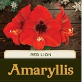 DeGroot Amaryllis Red Lion Kit, Stunning Holiday Blooms, Easy to Grow ...
