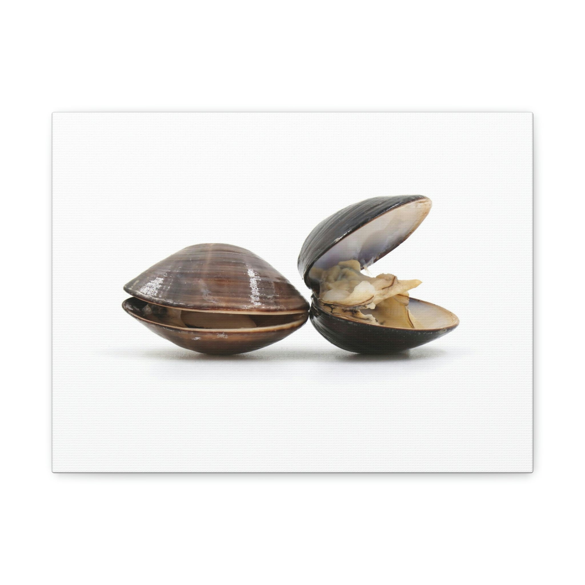 Clam Couple Clam Troop Print Animal Wall Art Wildlife Canvas Prints ...