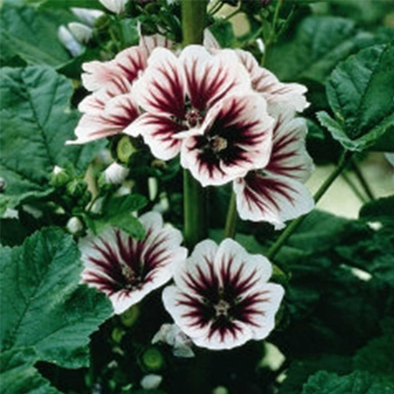 Malva Zebrina Perennial Flower