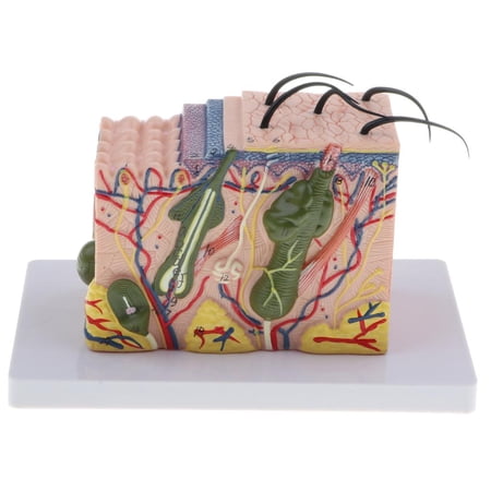 35 Times Human Skin Model Display 4D, Showing the Structure of ...