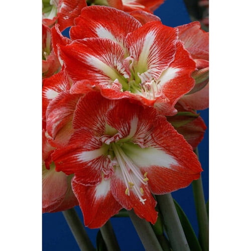 Bloomsz Garden Amaryllis Minerva Flower Bulbs, 12 pk, Super Saver Pack ...