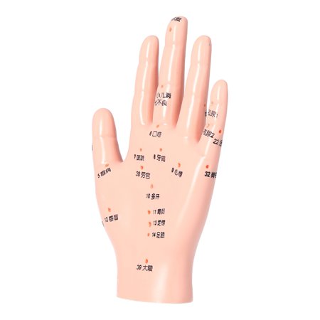 Safe Hand Model, Acupuncture Hand Model, For Learning Teaching ...