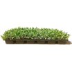 St. Augustine 'Seville' Sod - 9 Live Plugs - Florida Winter Lawn Grass ...