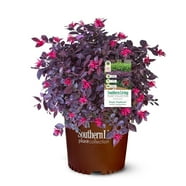 Southern Living Obsession Nandina Live Shrub in 1.5-Gallon Grower Pot ...