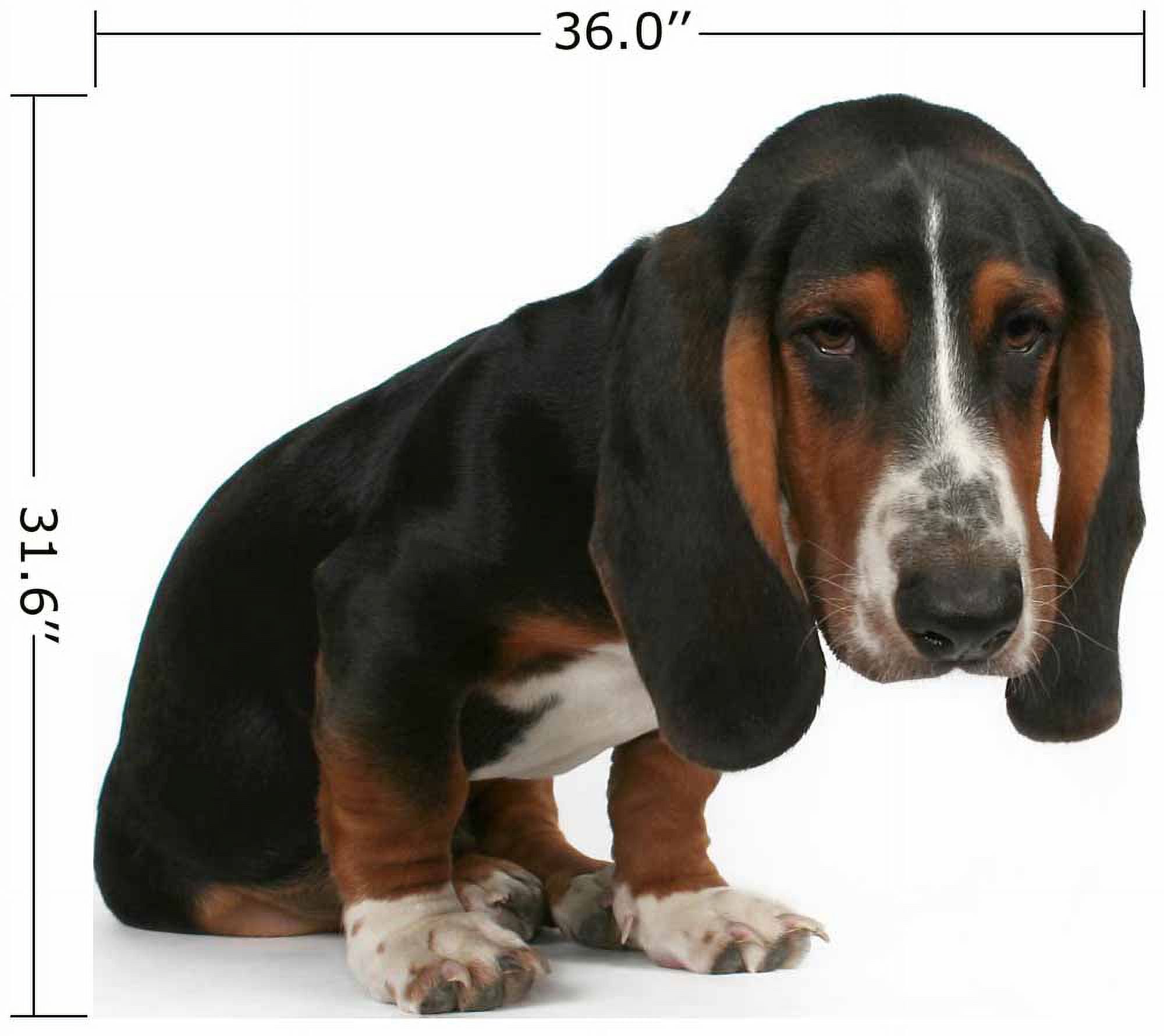 Basset Beagle Mix Pups Bully Basset Dog Breed Information And Pictures