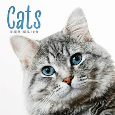 BingTong Cats Calendar 2026 Whimsical Cats Calendar With Cute Hat ...