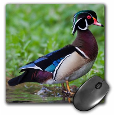 3dRose 14,610 days together but whos counting, Mouse Pad, 8 by 8 inches ...