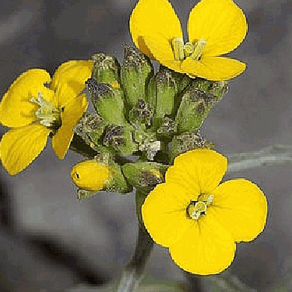 Everwilde Farms - 1000 Western Wallflower Native Wildflower Seeds ...