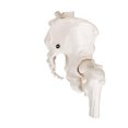 Anatomical model: female pelvic skeleton with moveable femur heads ...
