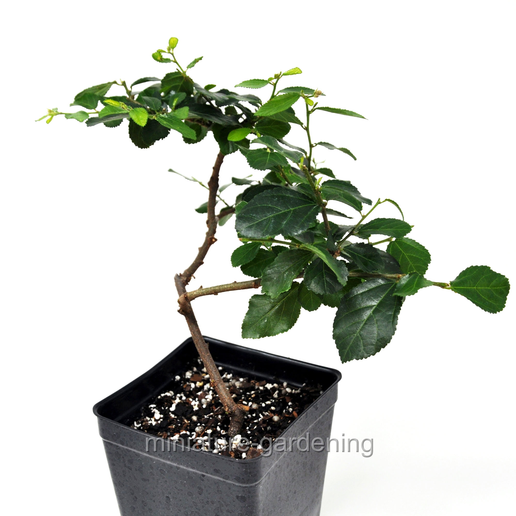 MSSNA Starter Crossberry Bonsai (Grewia البحرين | Ubuy