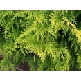 Arborvitae Berkman's Gold 10 Live Plants Thuja Occidentalis Perfect for ...