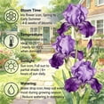 Quality Iris For Gardening-Perennial Accent-Perfect for Bed Planting ...