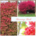 Burning Bush Shrub Live Plant, 8-10'' Tall, Live Dormant Well-Rooted ...