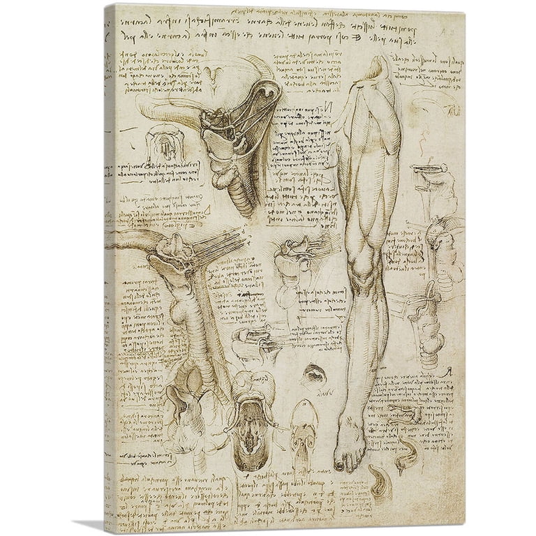 Leonardo Da Vinci Body Drawings