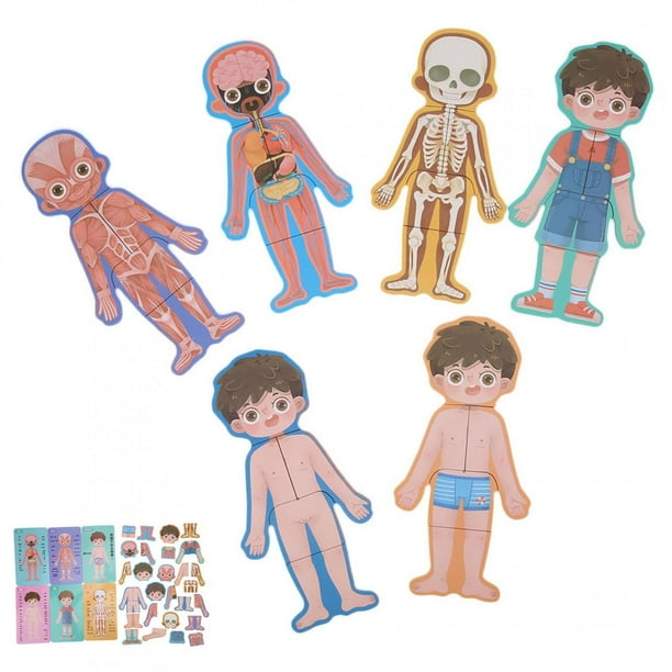 Learning Toys,Children Wooden Human Body Body Organ Puzzle Toy Body ...