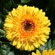 Better Homes & Gardens Gerbera Daisy Flowering Outdoor Live Plant, 12 ...