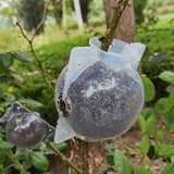 SIEYIO Plant High Pressure Box Propagation Ball Multipurpose Growing ...