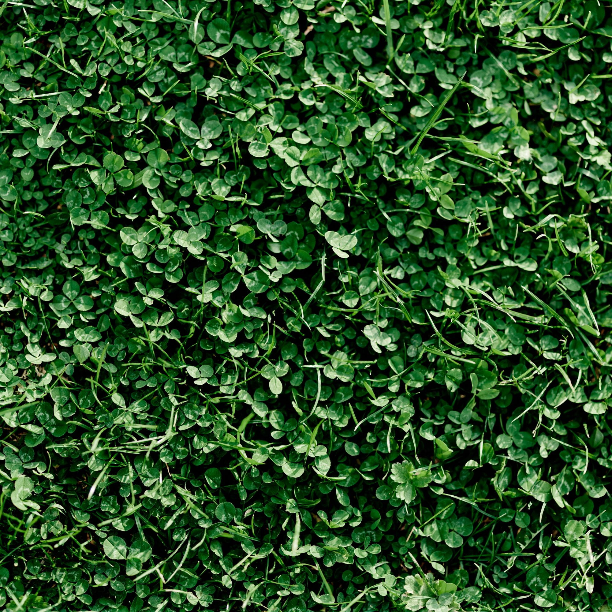 Miniature Clover Seeds - 5 Lb ~2M Seeds - Small Leaf White Clover - Low ...