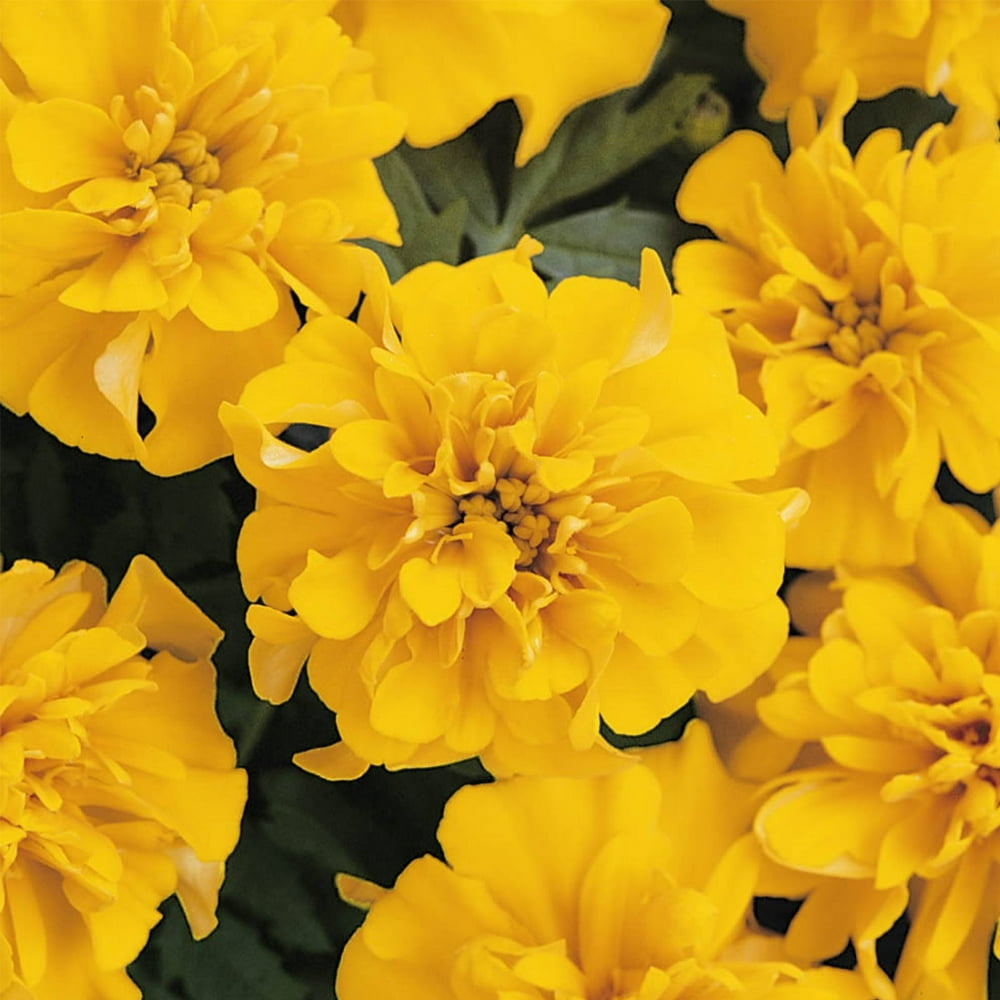 French Marigold Flower Garden Seeds - Bonanza Series - Gold - 1000 ...