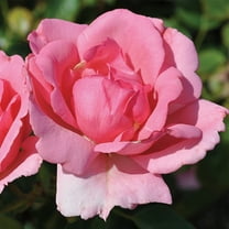 Heirloom Roses - Fresh Live Above All™ Climbing Rose Bush Plant ...