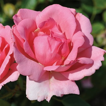 Heirloom Roses - Live Delivered Cancan™ Climbing Rose Plant - Walmart.com