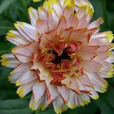 Everwilde Farms - Pacific Beauty Calendula Flower Seeds, 500ct, Gold ...