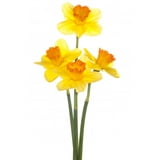 Daffodil Wall Decal by Wallmonkeys Peel and Stick Graphic (18 in H x 10 ...