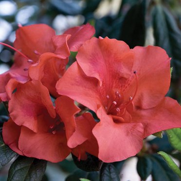 Encore Azalea Autumn Bonfire (2 Gallon) Red Flowering Shrub - Full Sun ...