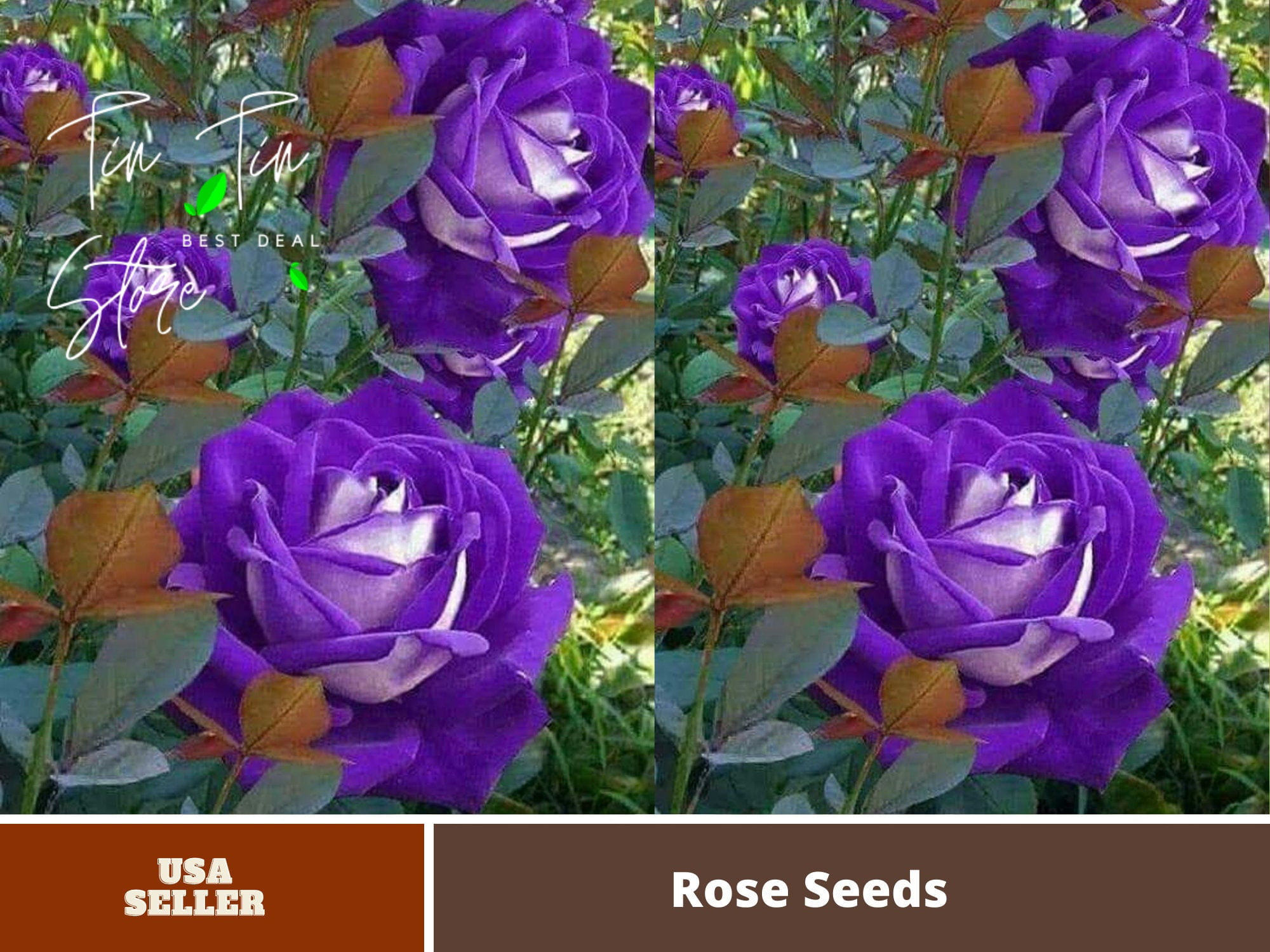 30 Rare Seeds-Purple Haze Rose Seed Bush Purple White Rare#1070 ...