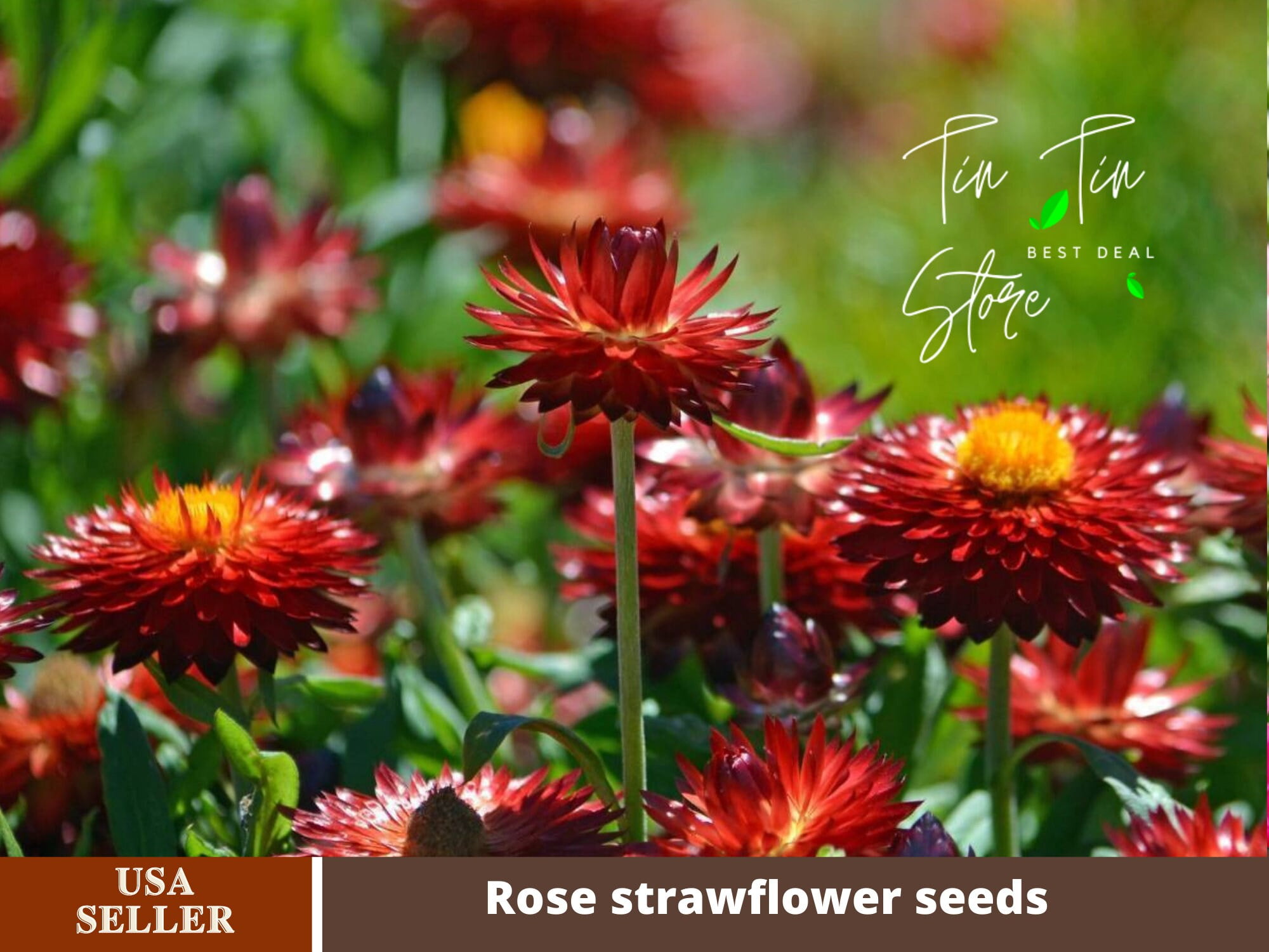 100+ Seeds| Copper Red Strawflower Seeds For Planting In The Garden ...