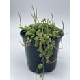 String of Turtles, Peperomia prostrata, Vining Plant, Live in a 4 inch Pot by BubbleBlooms ...