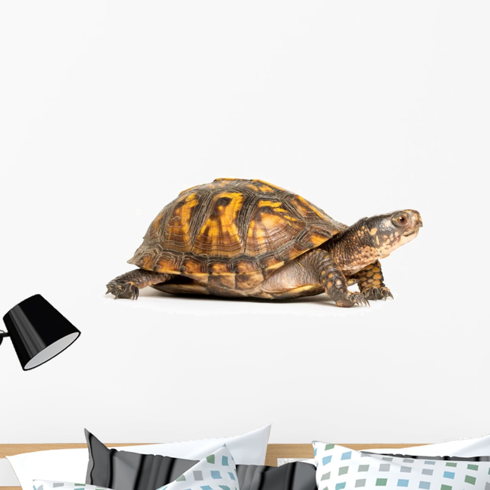 Eastern Box Turtle Wall Mural by Wallmonkeys Peel and Stick Graphic (36 ...