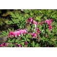10 Pink Old Fashioned Bleeding Heart - Perennial Garden Plants, Outdoor ...