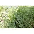 200 WEEPING LOVE GRASS Ornamental African Lovegrass Eragrostis Curvala ...