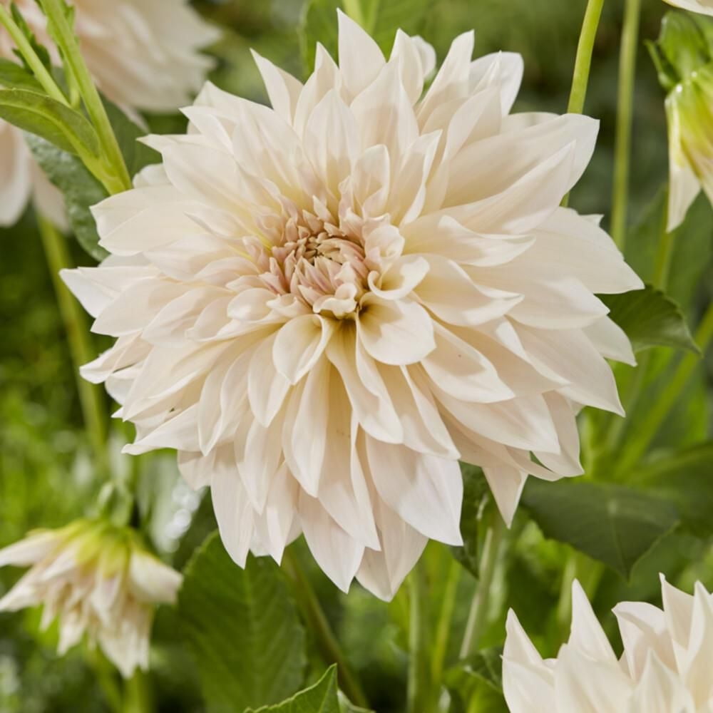 Click here for Tasc Flower Bulbs Dahlia Decorative Café Au Lait (... prices
